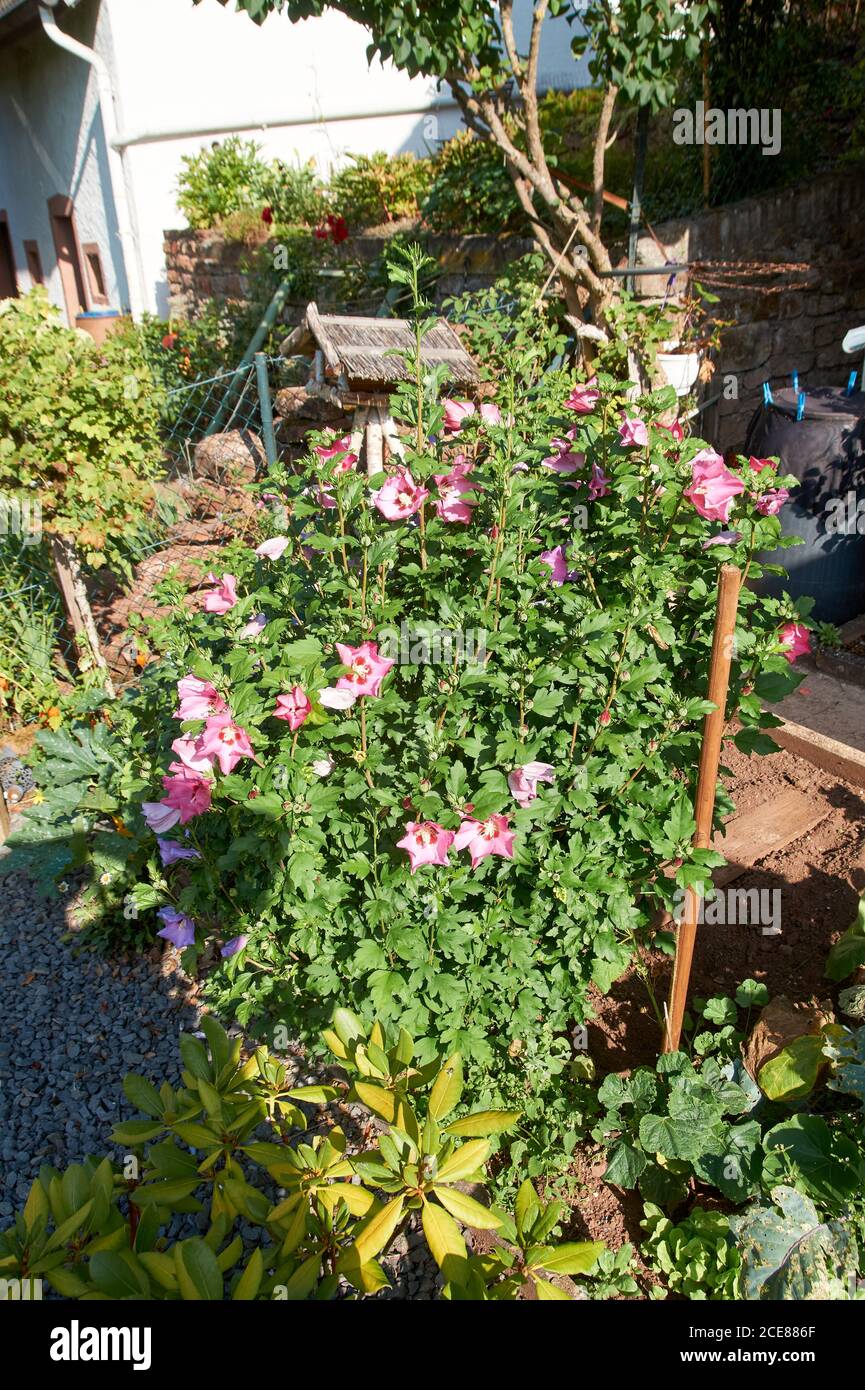 Flowering Pink Hibiscus Tree. Bright pink flower of hibiscus Hibiscus ...