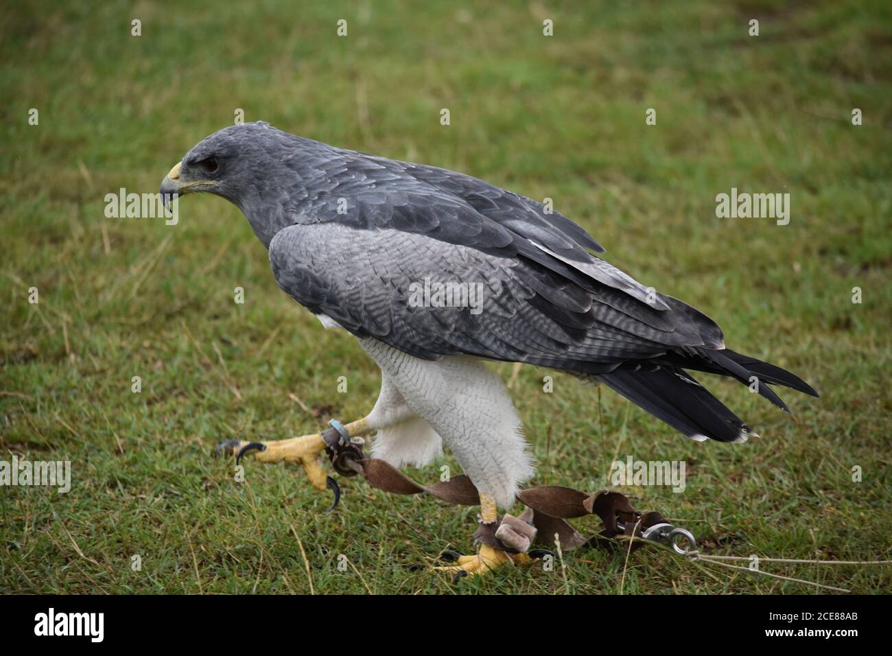 Chilean blue eagle hi-res stock photography and images - Alamy