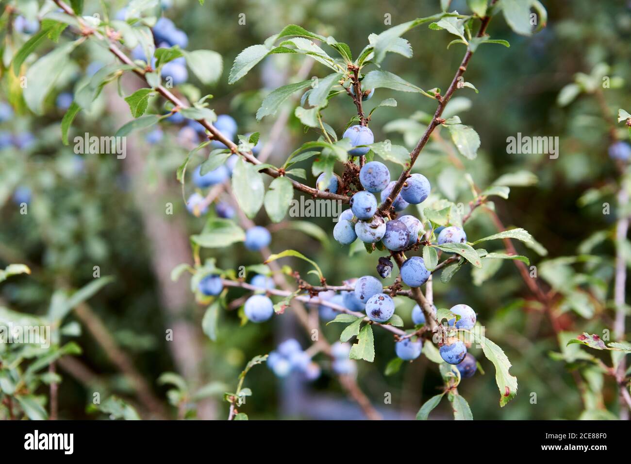 Blackthorn sloe or prunus spinosa growing on a tree branch Stock Photo ...
