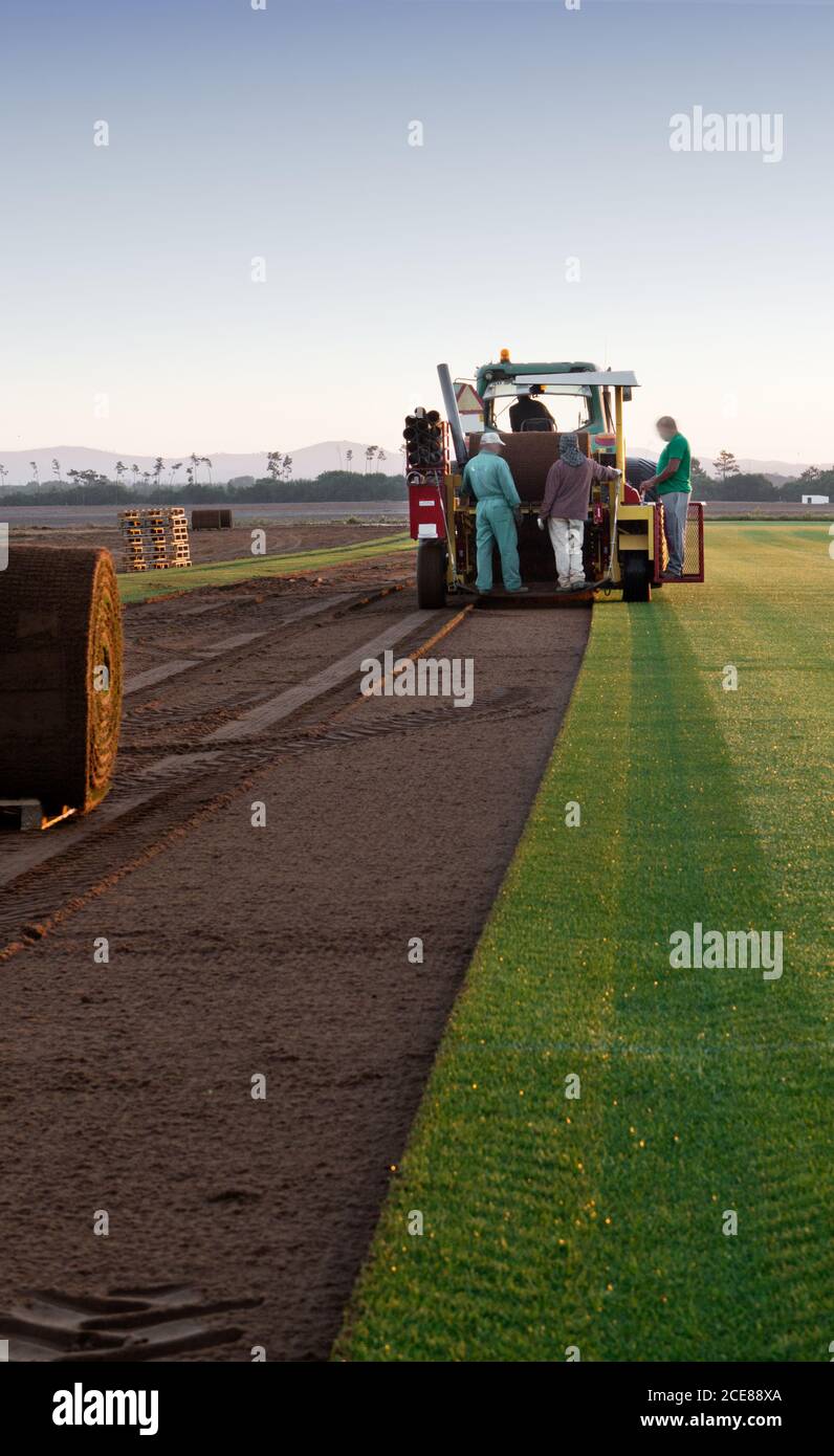 Company of employees operating industrial machine and laying turf roll ...