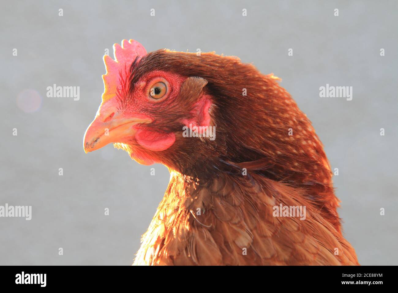 head of chicken from the small home farm Stock Photo - Alamy