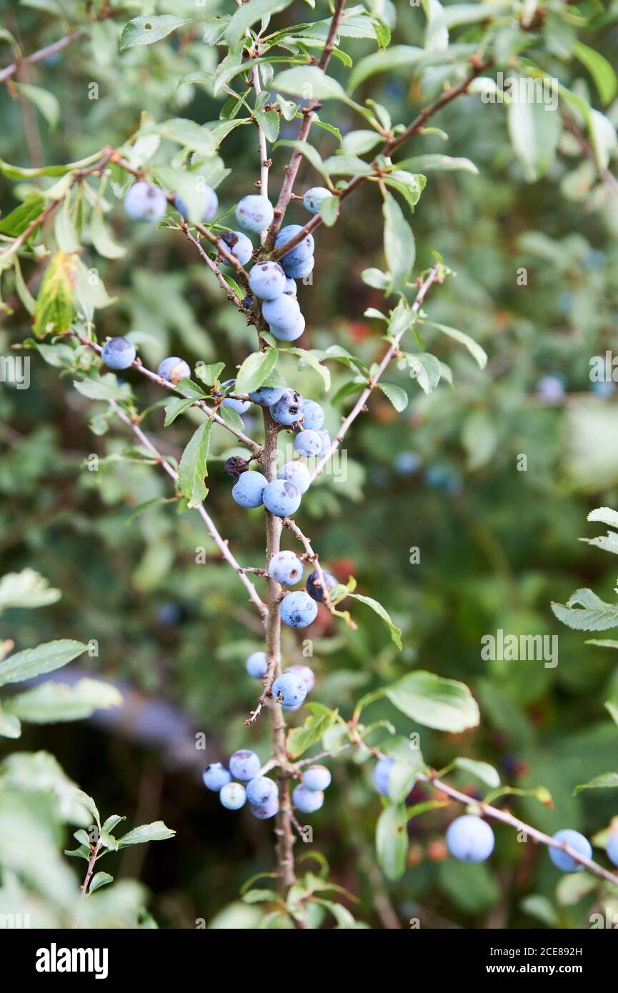 Blackthorn sloe or prunus spinosa growing on a tree branch Stock Photo ...