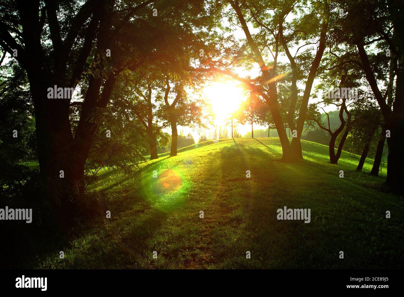 light of sun in the green spring park Stock Photo - Alamy