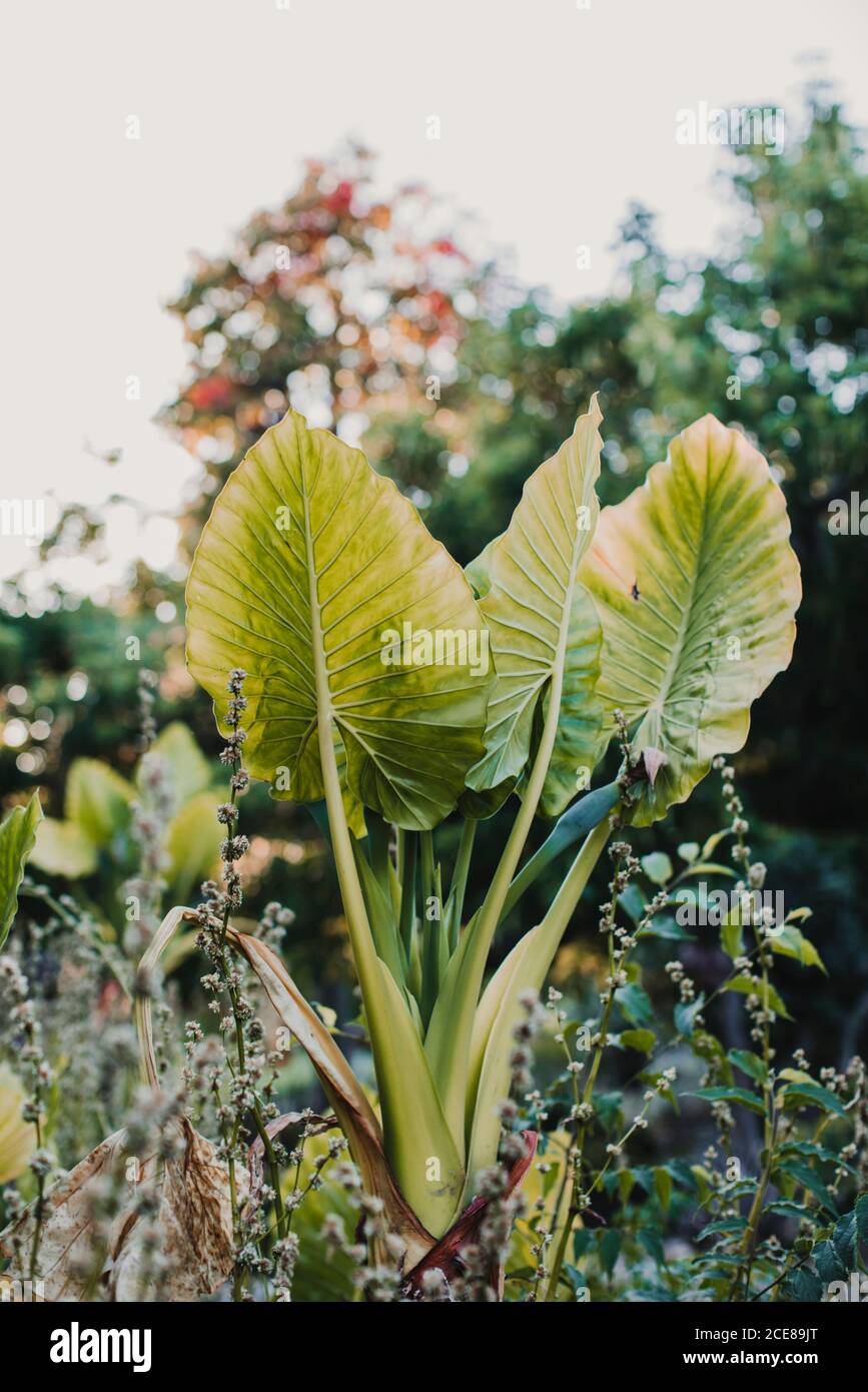 Green plant with thick stems and spiky leaves with ribbed surface ...