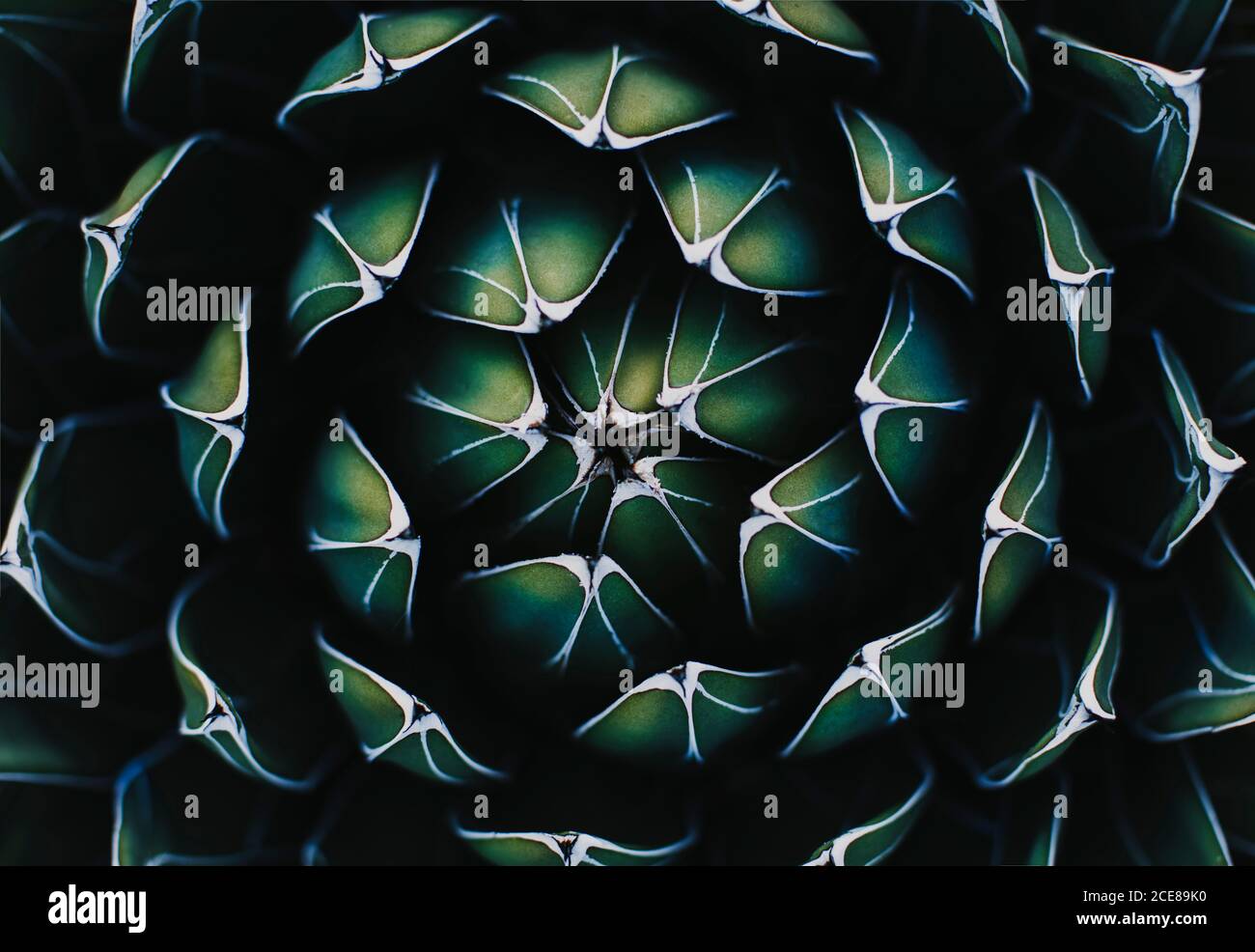 Agave potatorum hi-res stock photography and images - Alamy