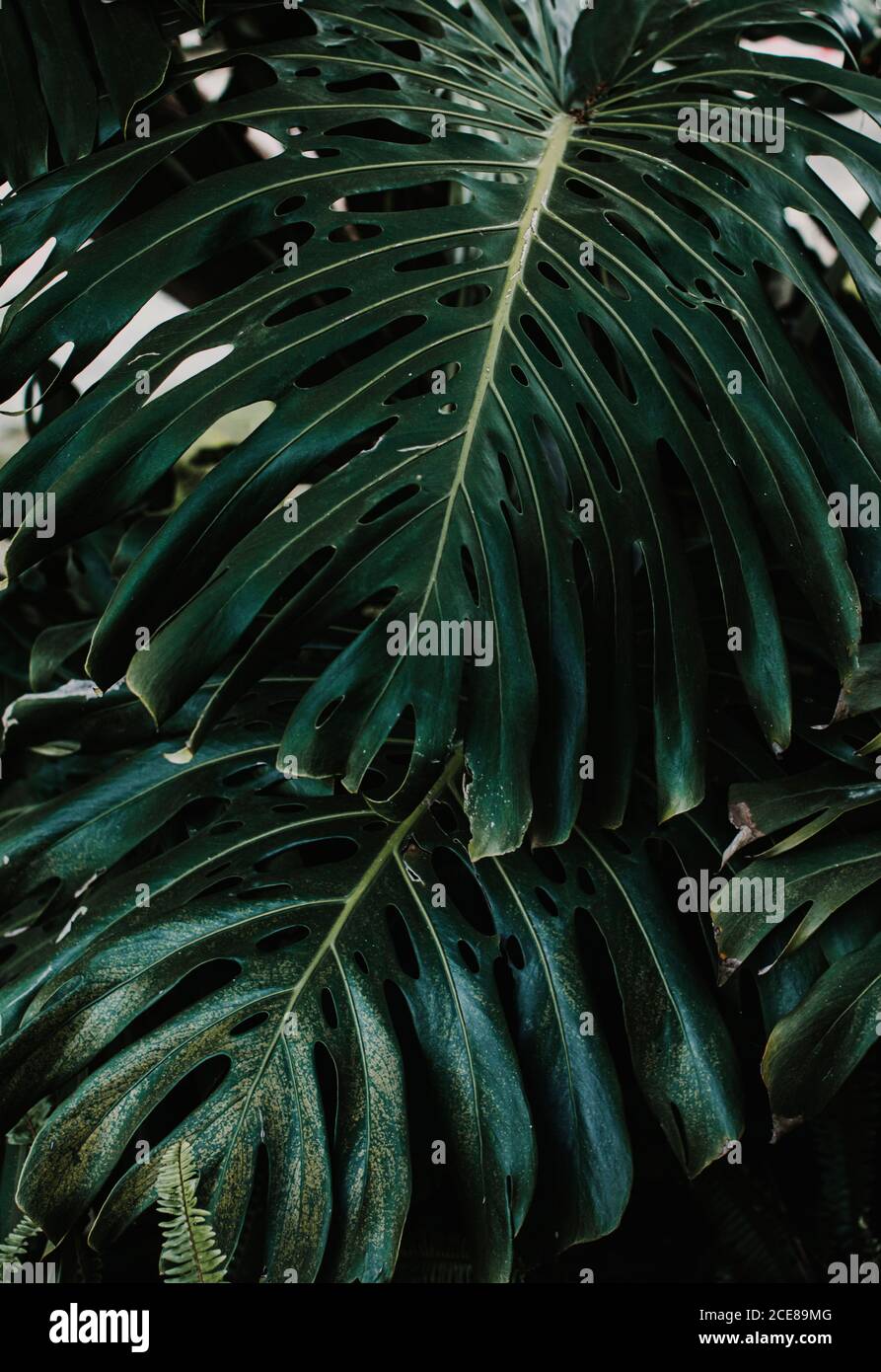 Shiny green leaves hi-res stock photography and images - Alamy