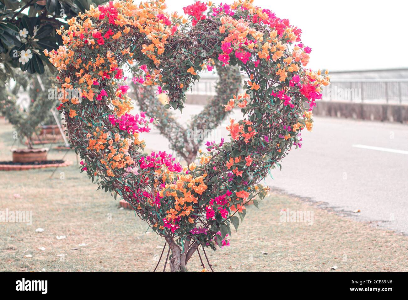 Heart shaped gate decorate with purple pink and green bougainvillea ...