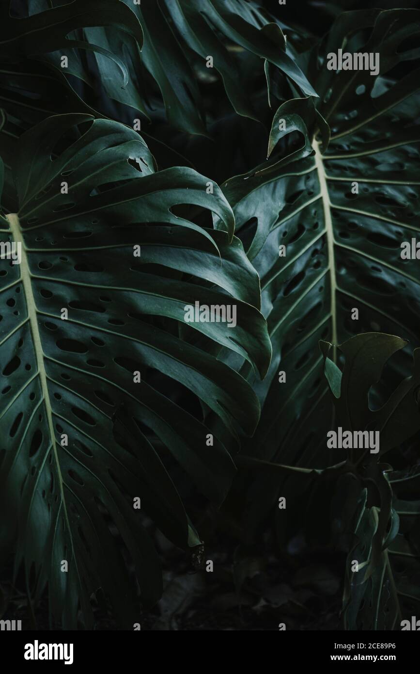 Beautiful shiny green leaves of Monstera deliciosa tree growing in ...