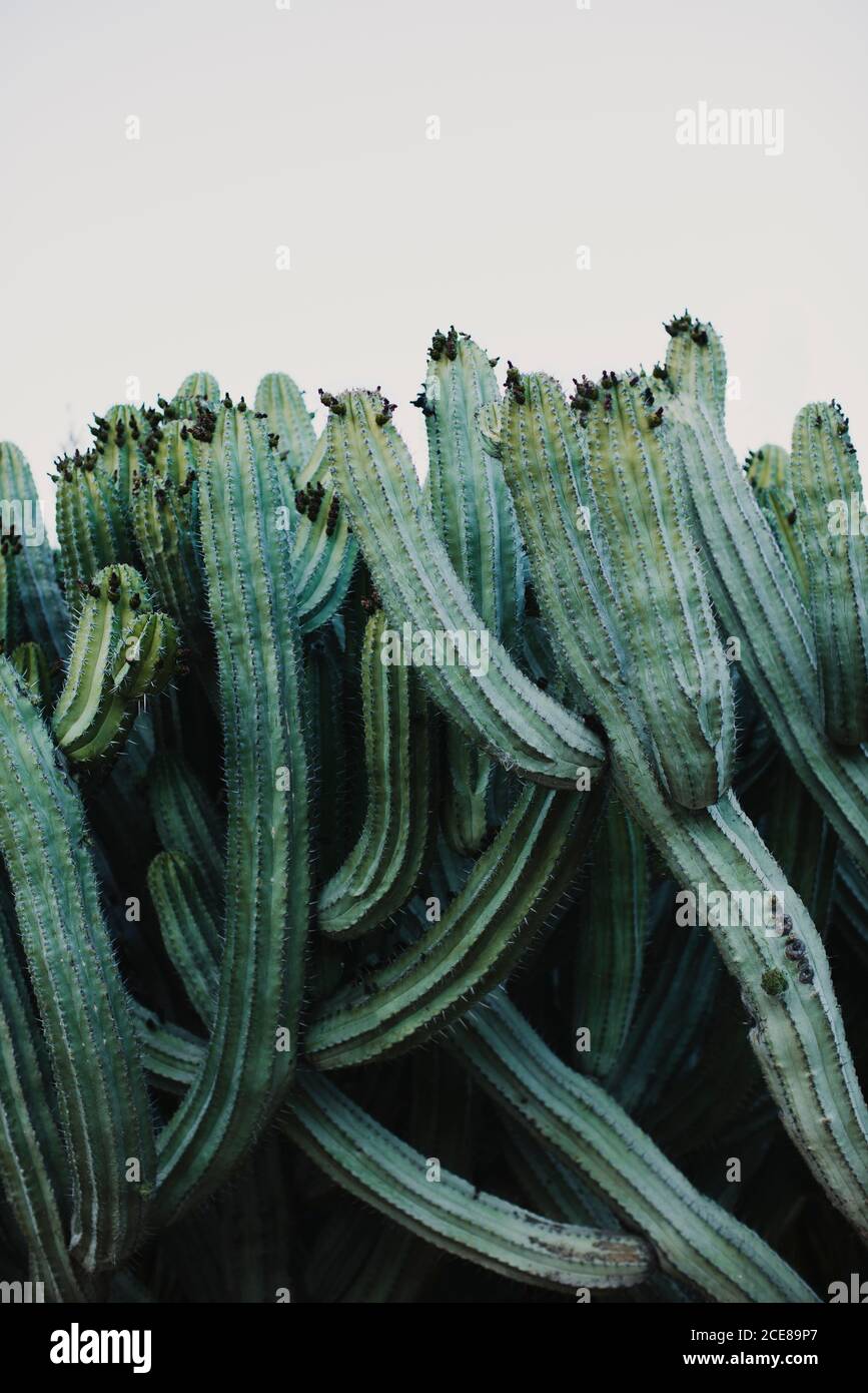 Tall green Cereus plant growing in cactus valley near different species ...