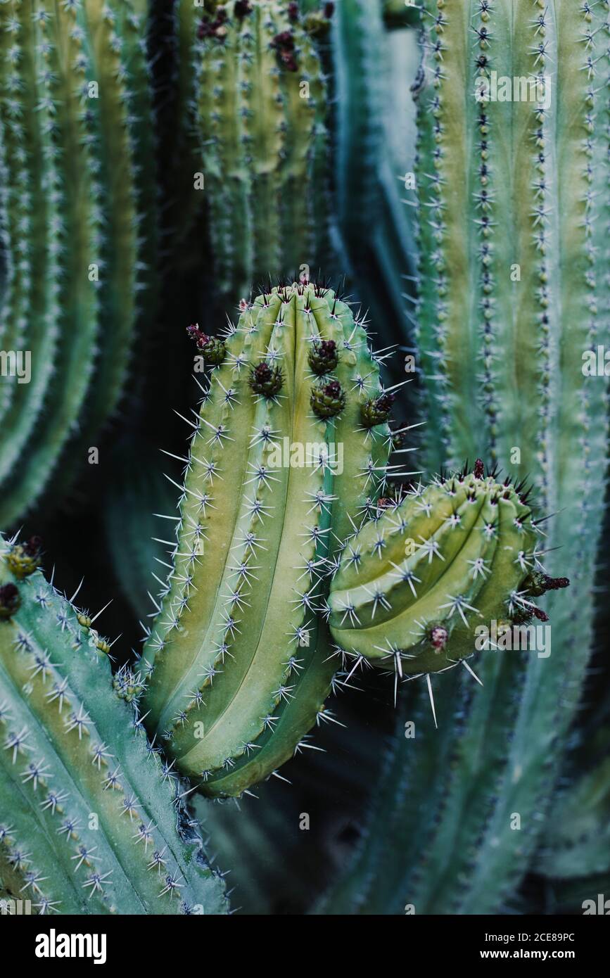 Close up view of green Cereus plant growing in cactus valley near ...