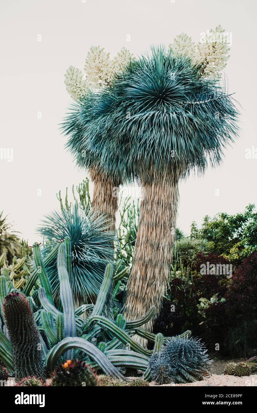 Different species of natural cactus plants growing in wild valley on ...