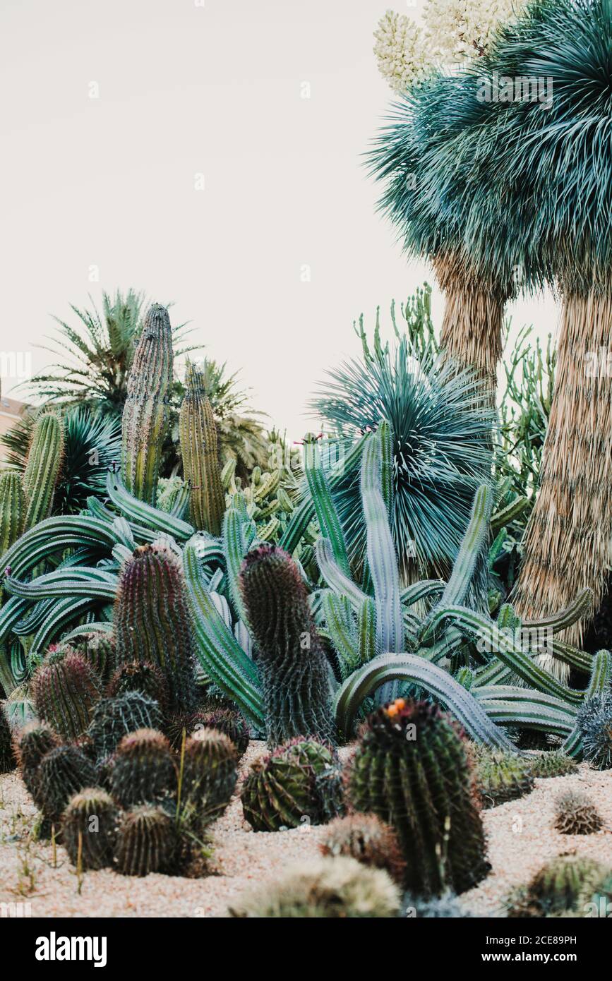 Different species of natural cactus plants growing in wild valley on ...
