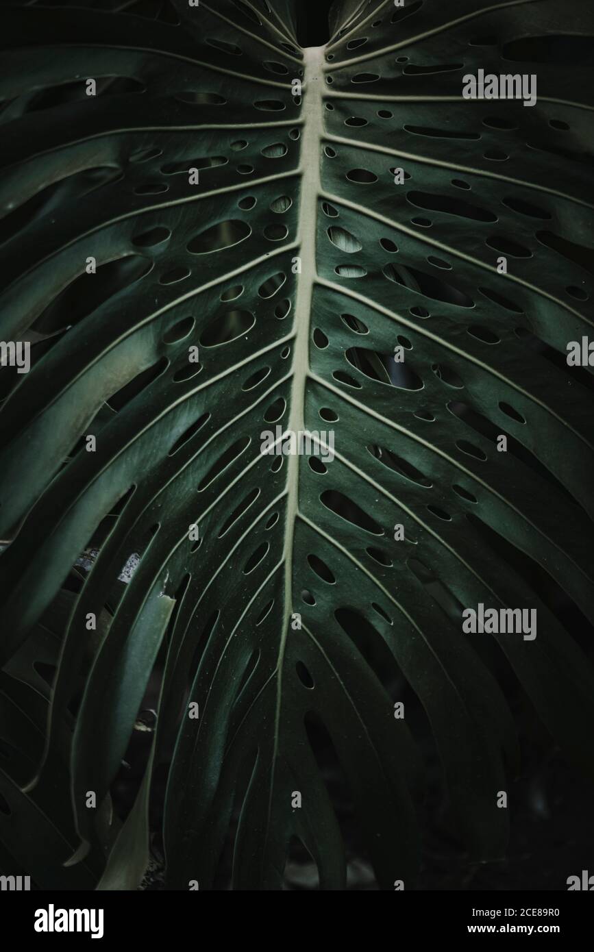 Shiny green leaves hi-res stock photography and images - Alamy