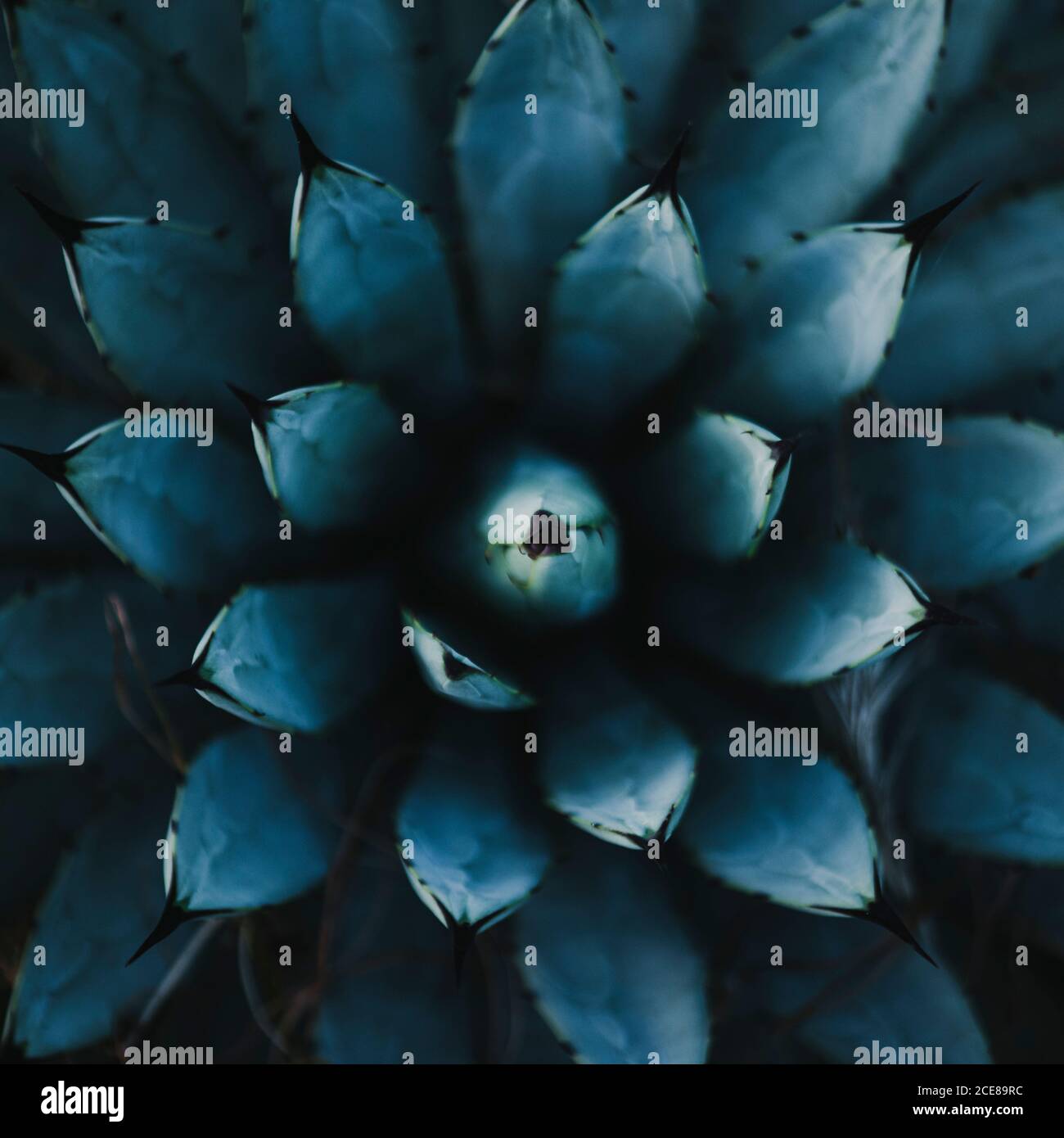 Agave potatorum hi-res stock photography and images - Alamy