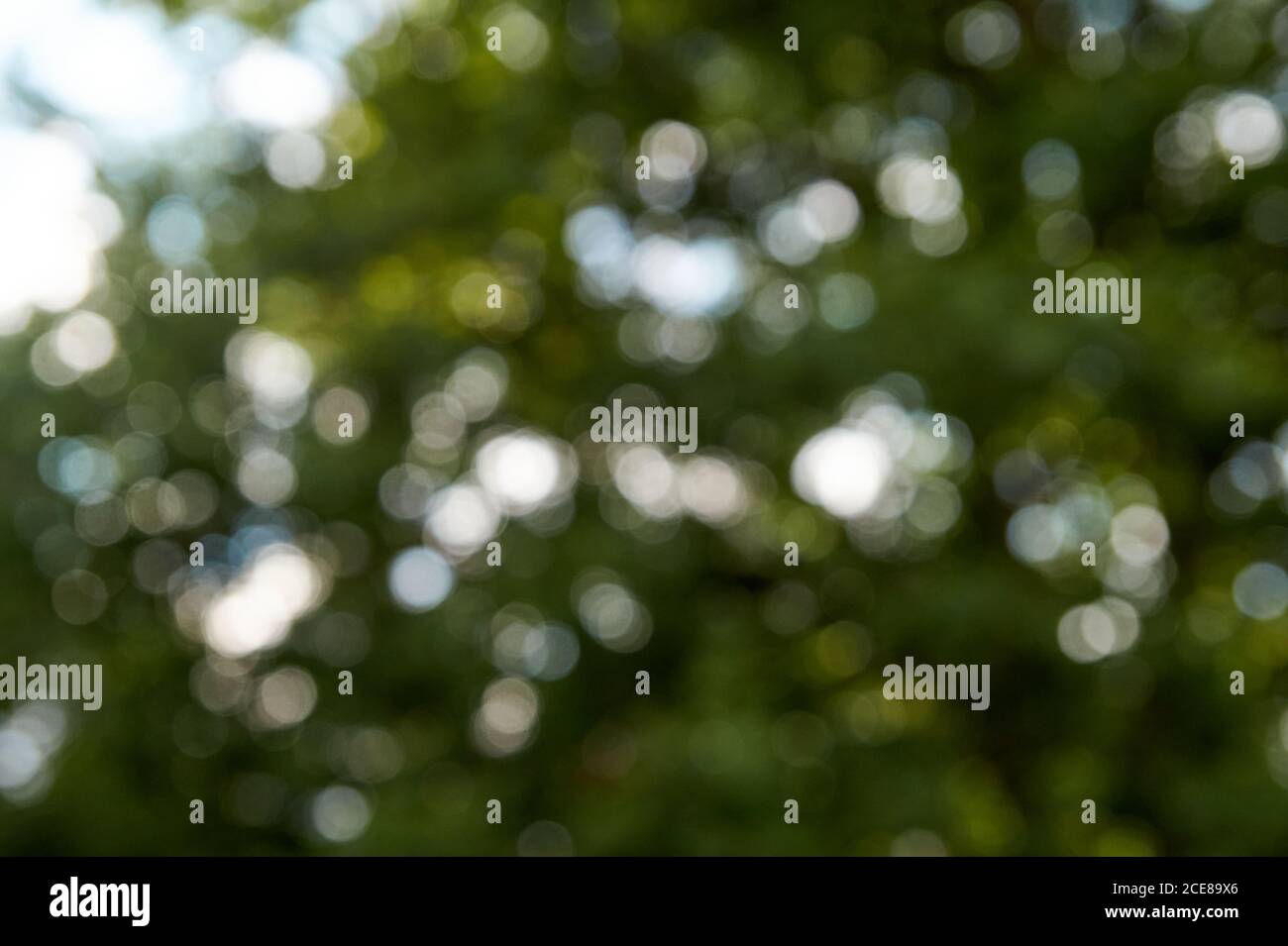 Green bokeh out of focus background from nature forest Stock Photo - Alamy