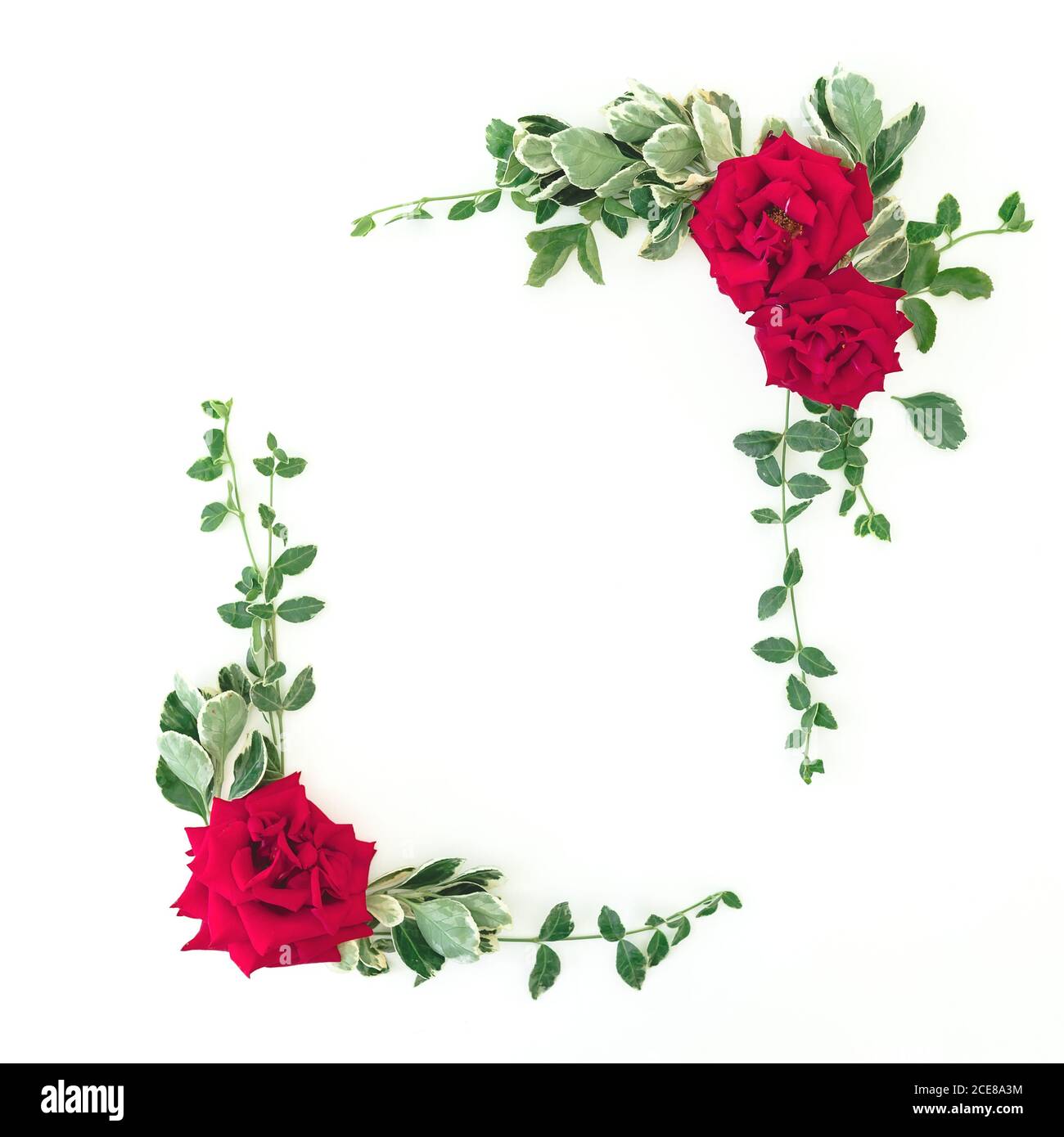 Floral frame made of red roses flowers and green leaves on white ...