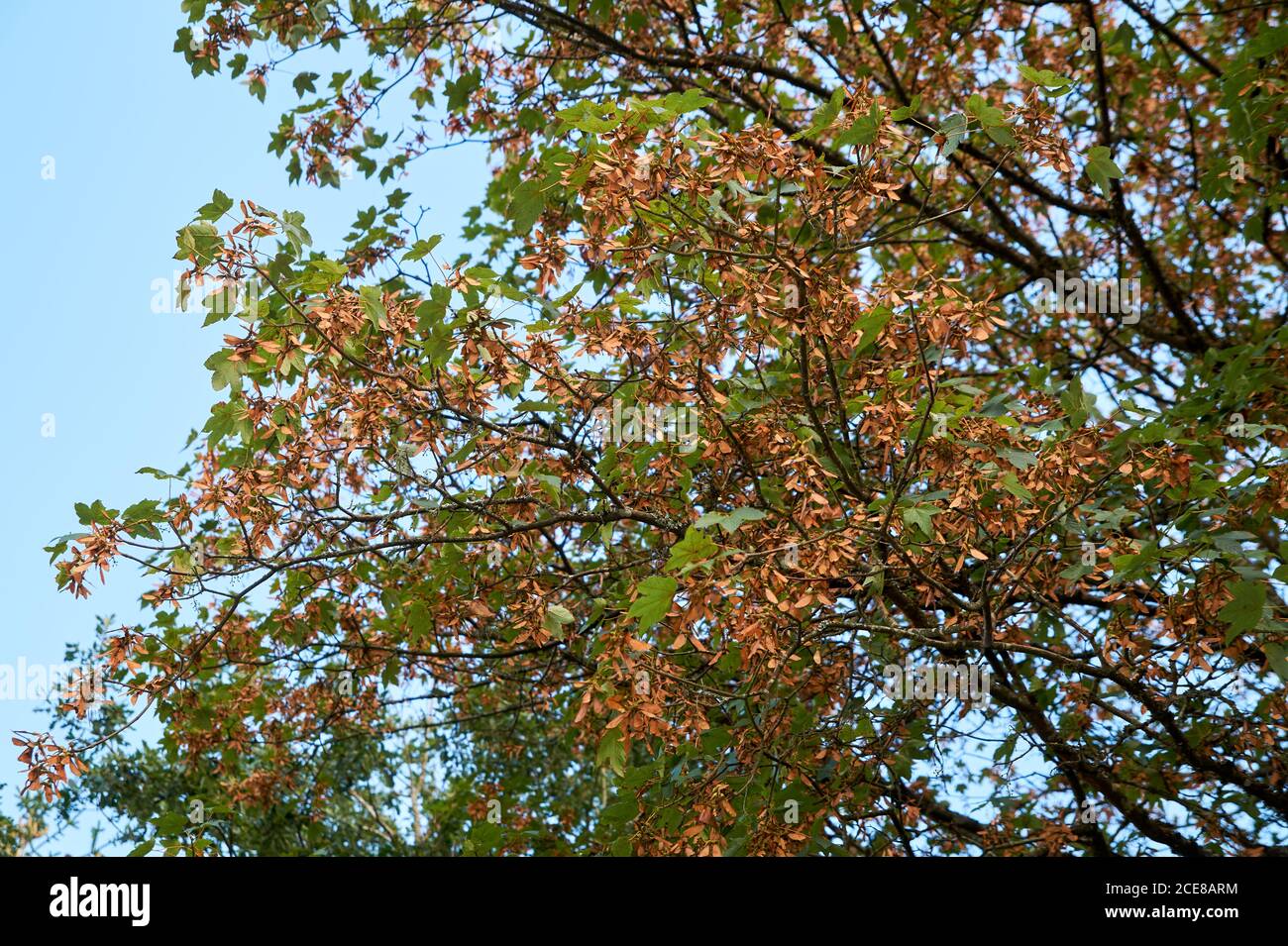 Winged Maple Seeds acer pseudoplatanus Left View Stock Photo - Alamy
