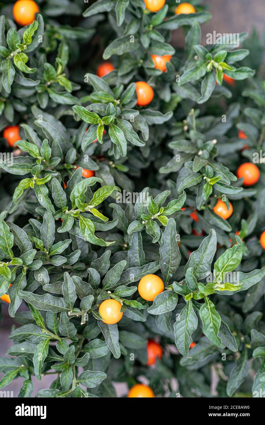 Top view of Jerusalem cherry with fruits and green leaves growing in ...