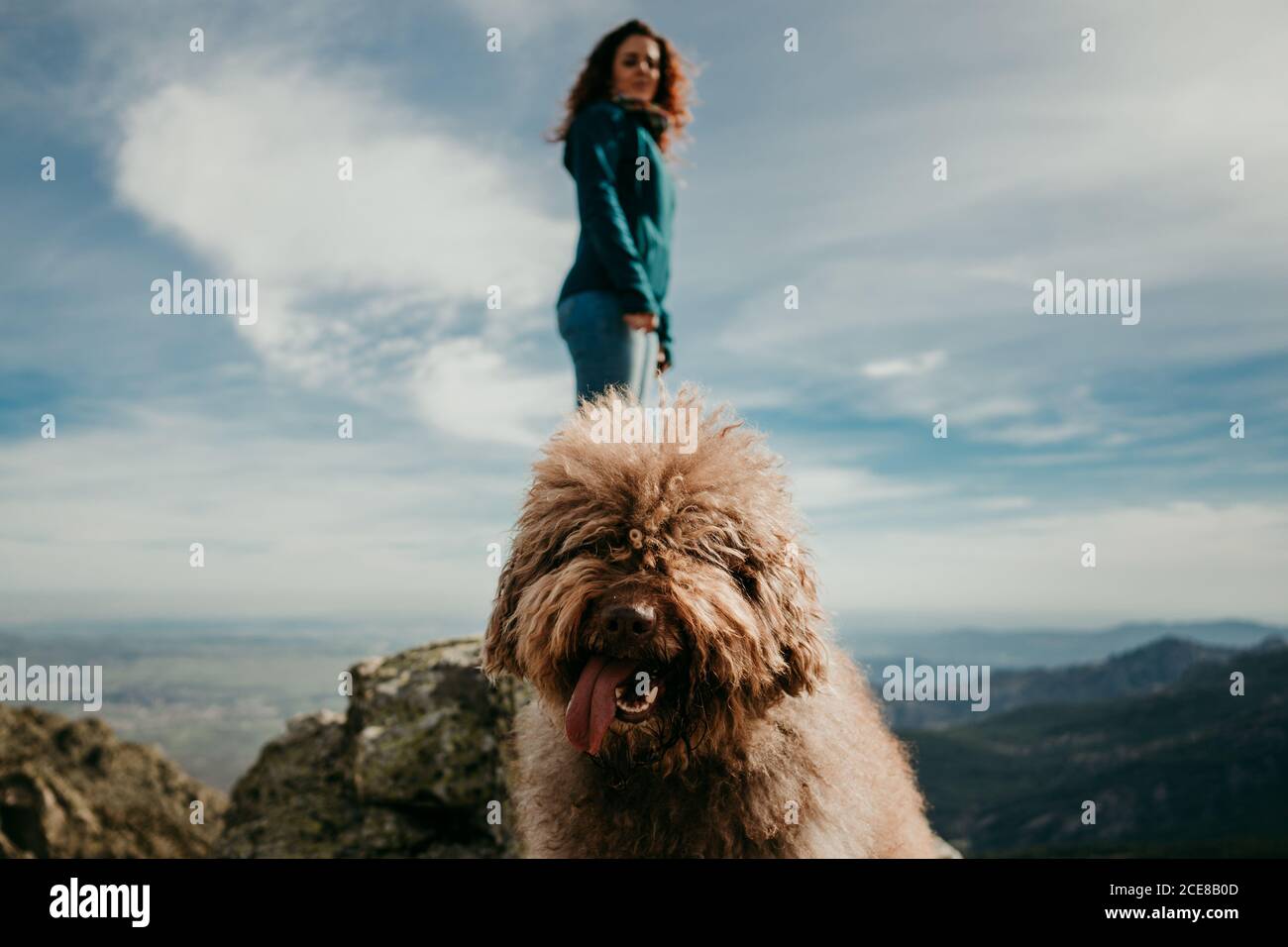 Cute furry Labradoodle with sticking out tongue standing near Woman in ...