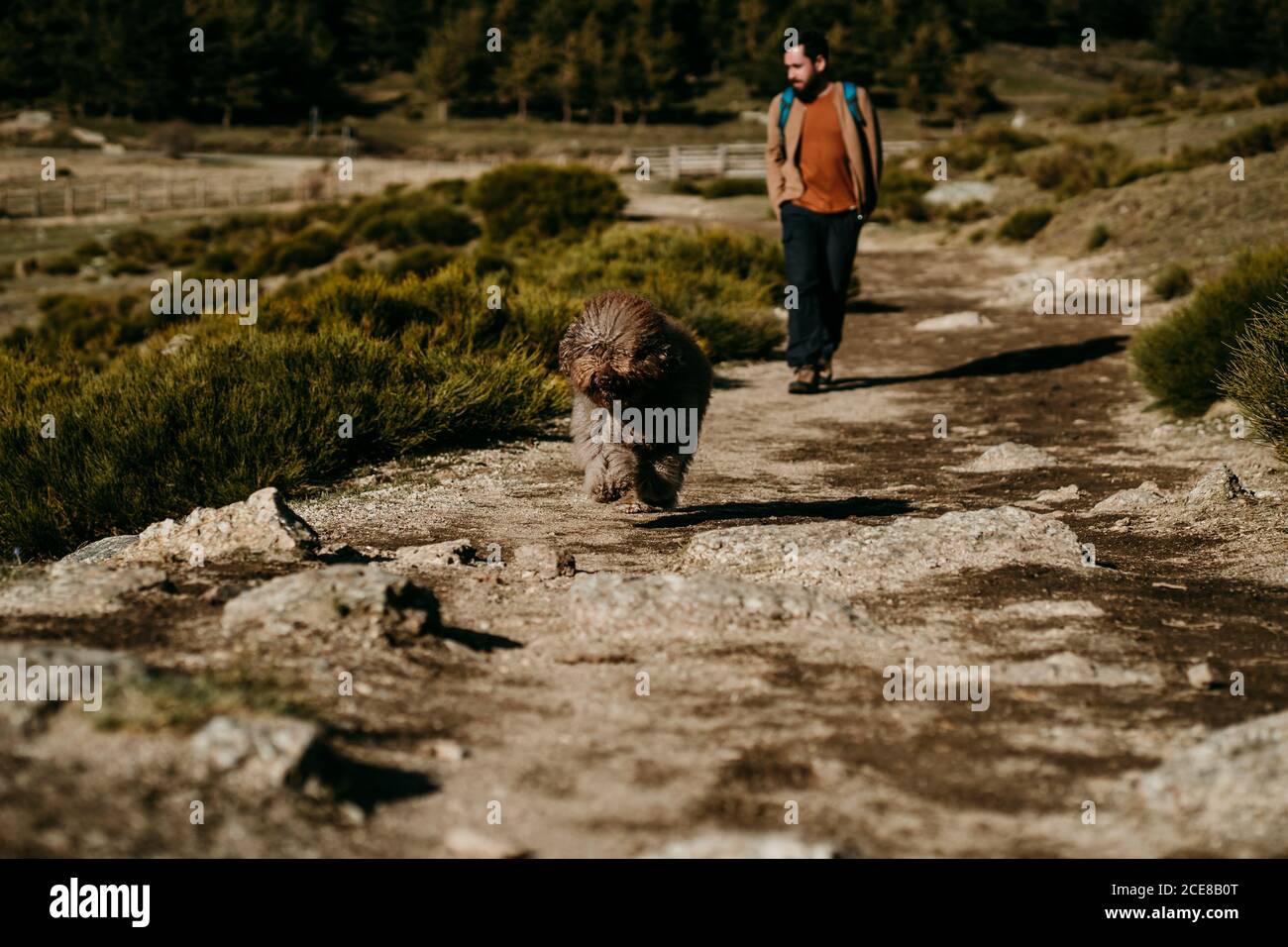 Cute Labradoodle walking on stony path near man during trip in Puerto ...