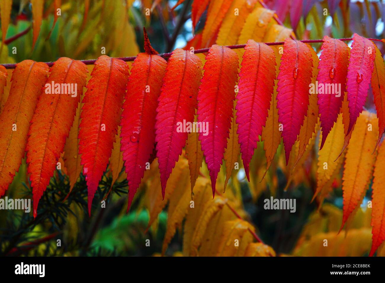 autumnal leaves as very nice natural background Stock Photo - Alamy