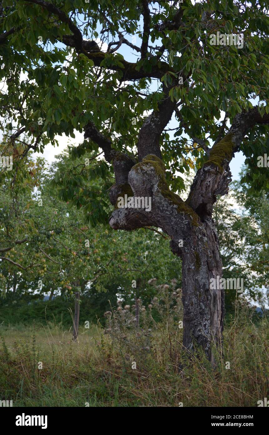 Old cherry tree hi-res stock photography and images - Alamy