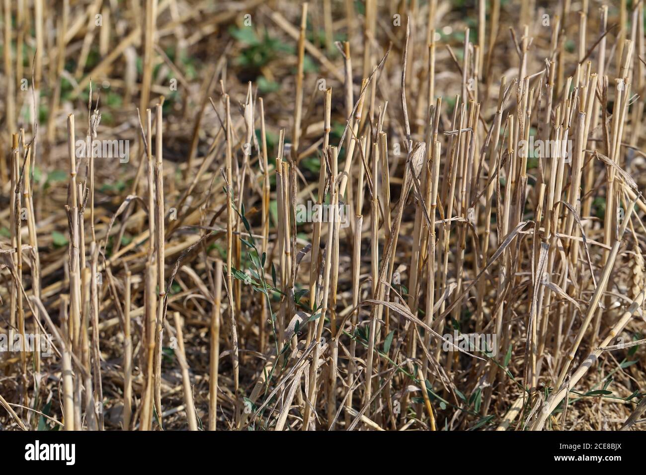 Closeup shot of stalks of field crops Stock Photo - Alamy