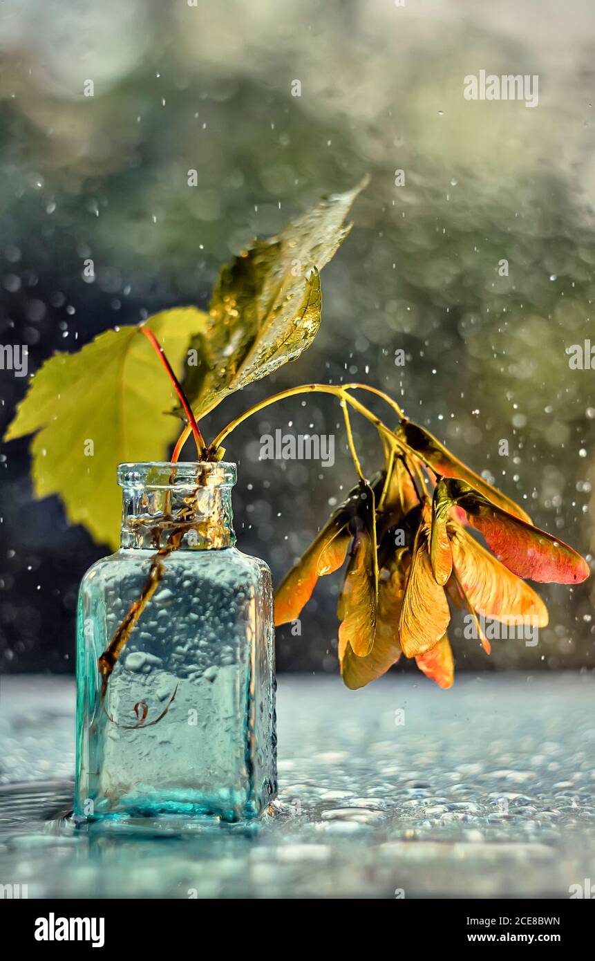 Autumn still life with leaves, a glass vase and raindrops Stock Photo ...
