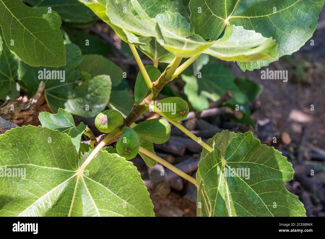 Ficus carica, Fig Tree with Green Fruit Stock Photo - Alamy