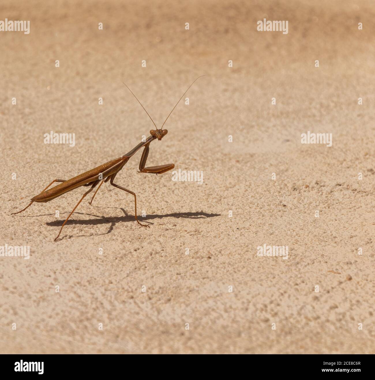 Grey mantis hi-res stock photography and images - Alamy