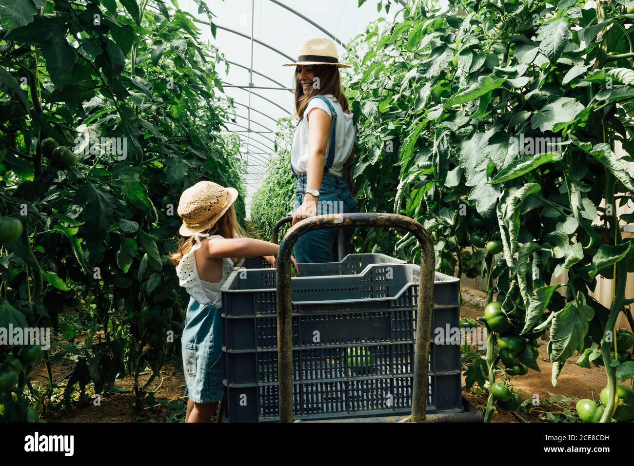 Mother with daughter carrying wheelbarrow near tomato trees in ...