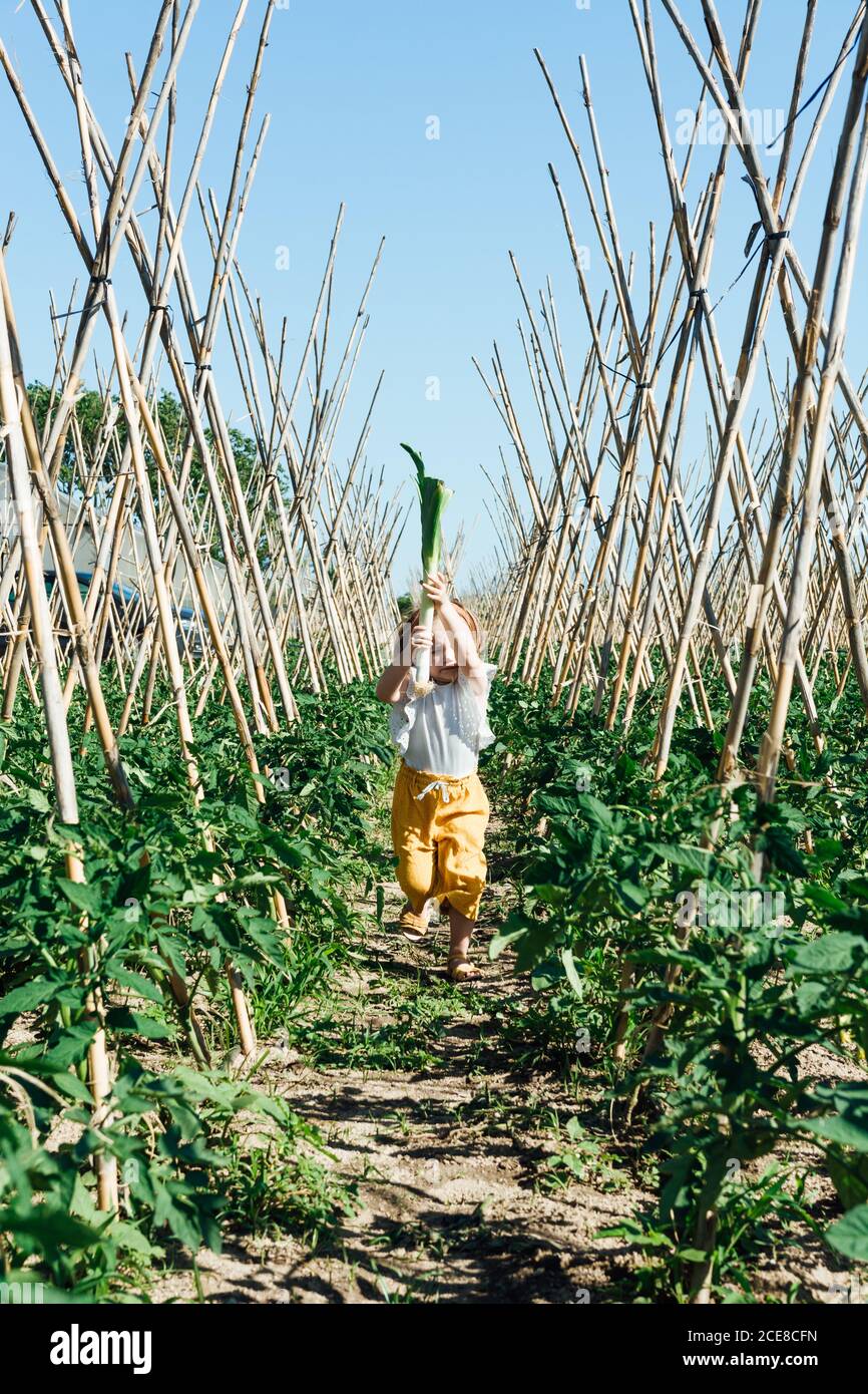 Little child in casual wear running on pathway with big stem of leek ...