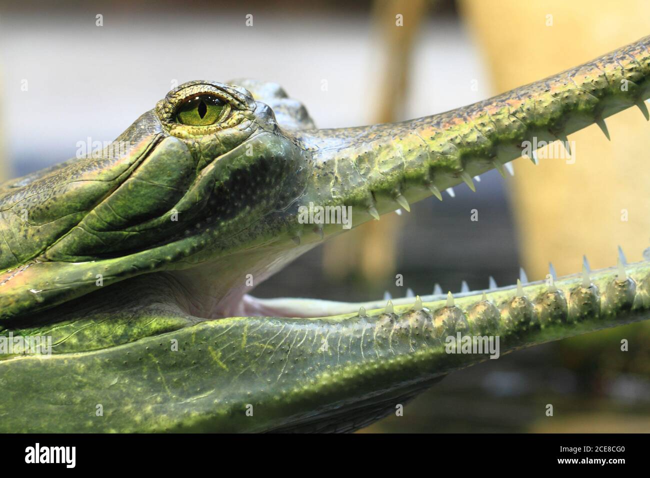 green gavial detail of head (small aligator Stock Photo - Alamy