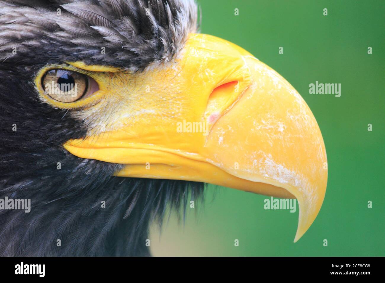 detail of black eagle head on the green background Stock Photo - Alamy