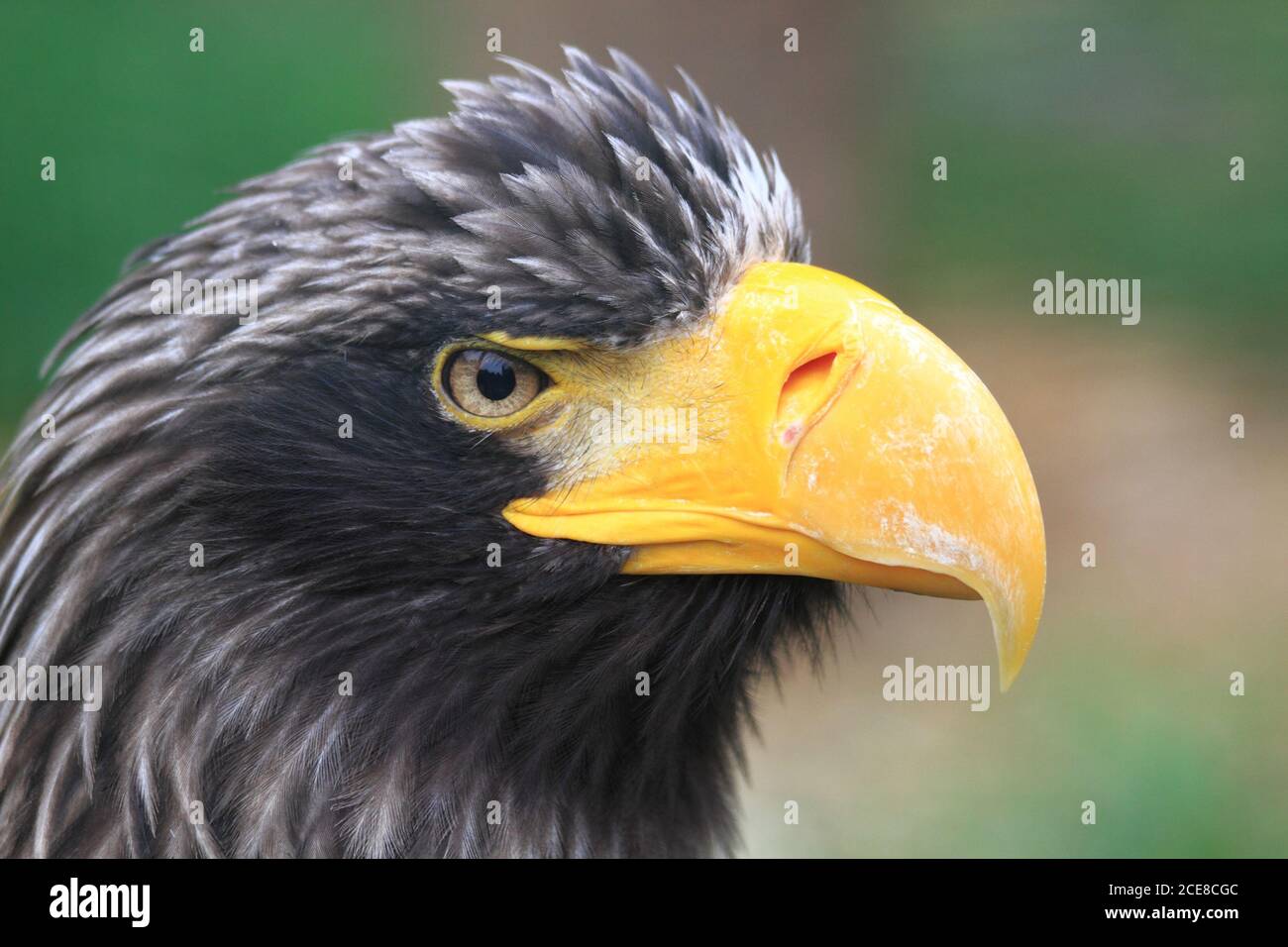 detail of black eagle head on the green background Stock Photo - Alamy