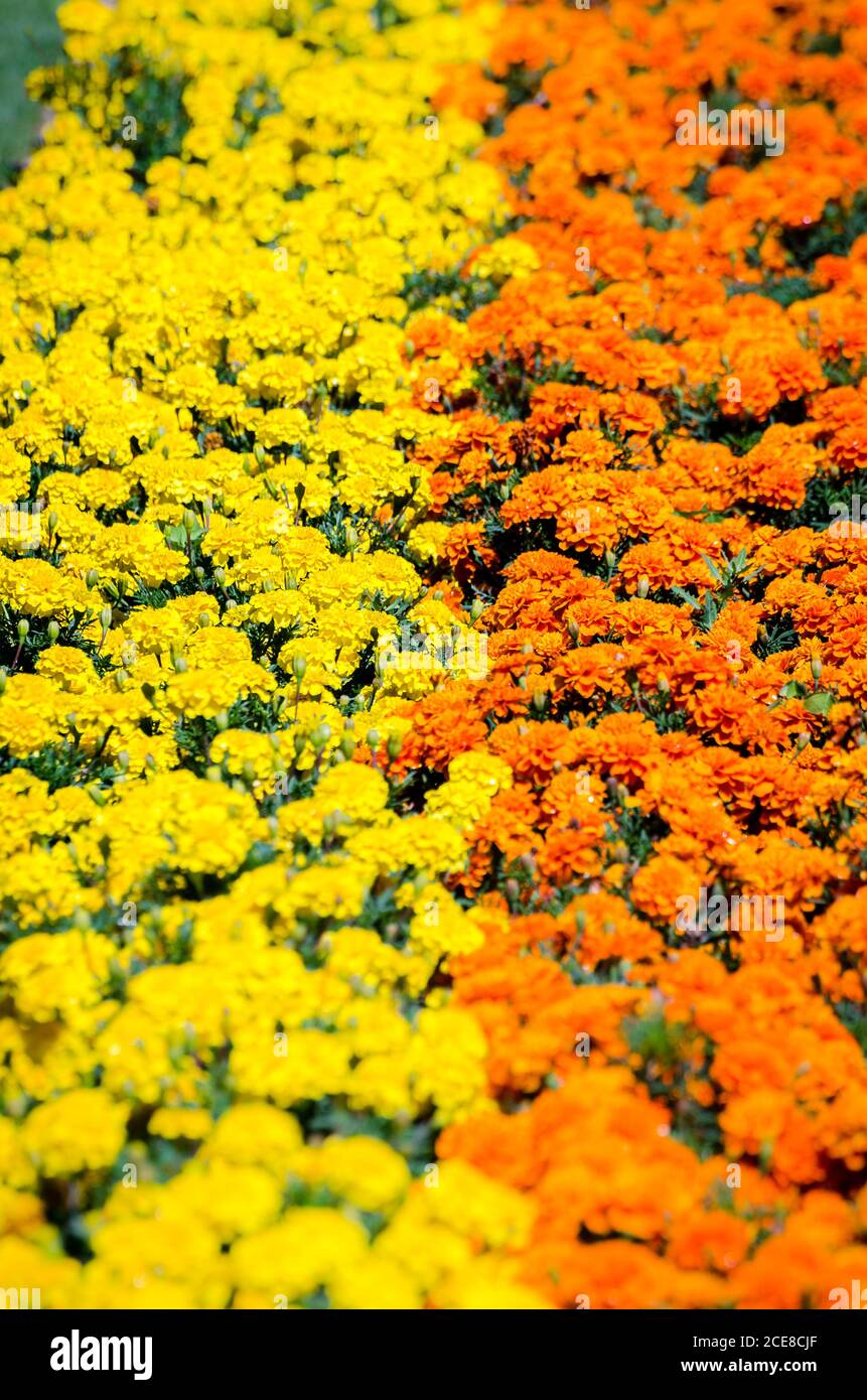 Vertical shot of different color rows of marigold flower Stock Photo ...