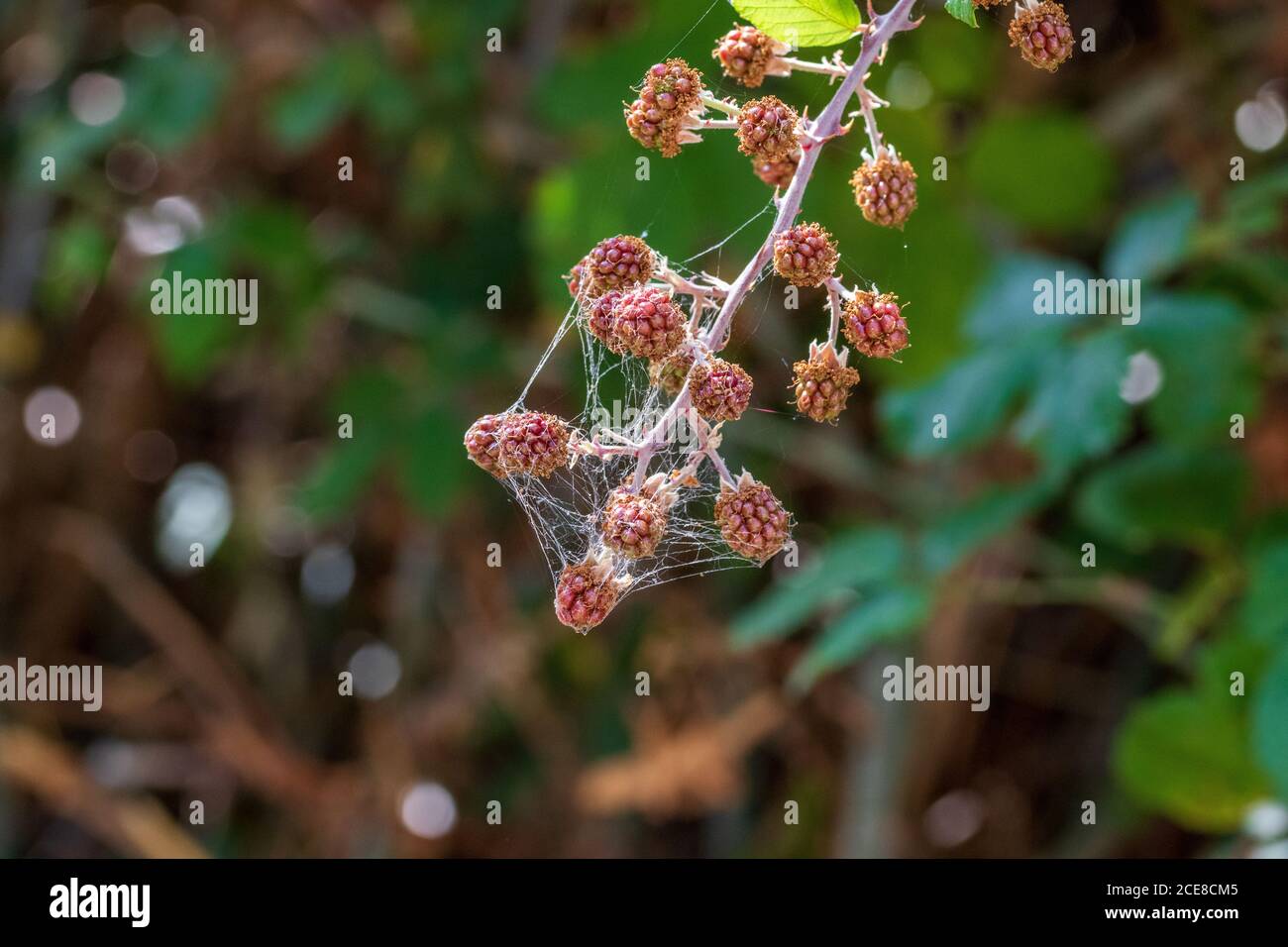 Rubus ulmifolius, Blackberry Fruit Covered in a Spiders Web Stock Photo ...