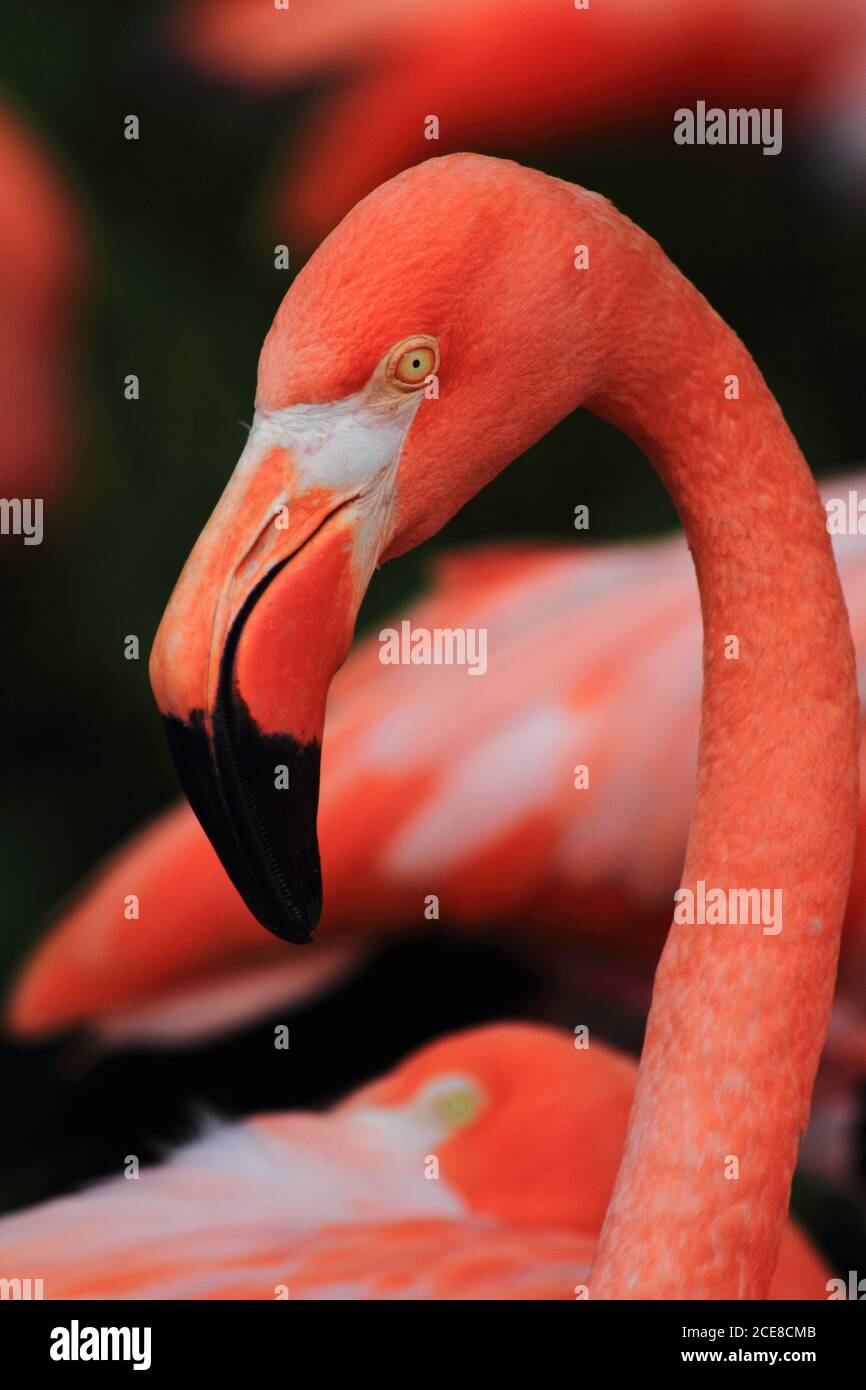 detail of red flamingo head and long neck Stock Photo - Alamy