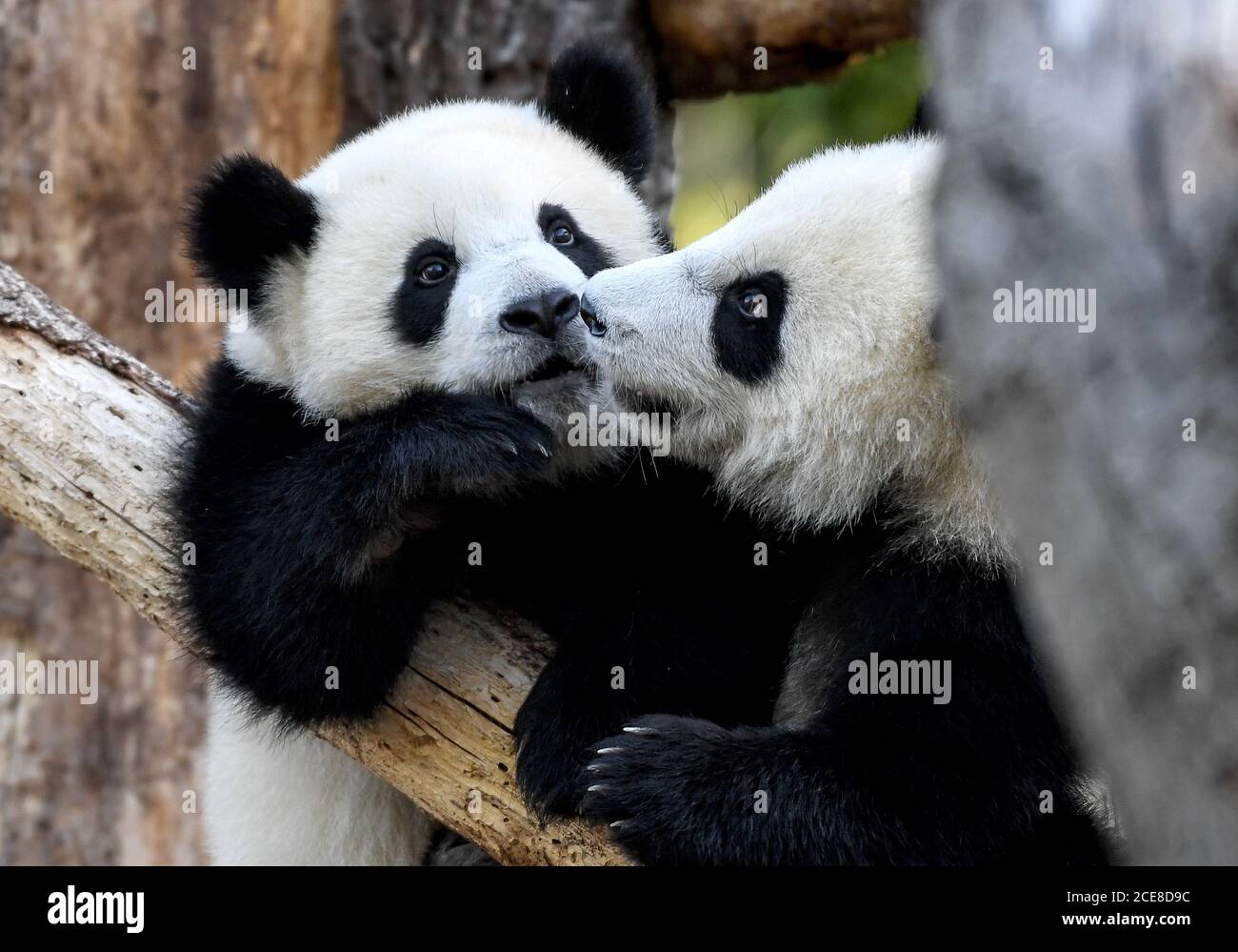 Bamboo wood pit hi-res stock photography and images - Alamy