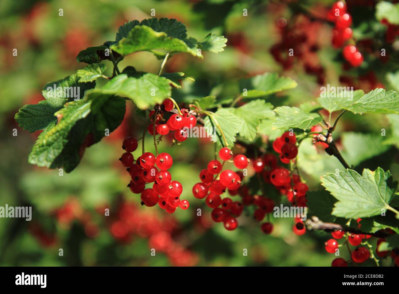 red currant plant as fresh natural summer fruit Stock Photo - Alamy