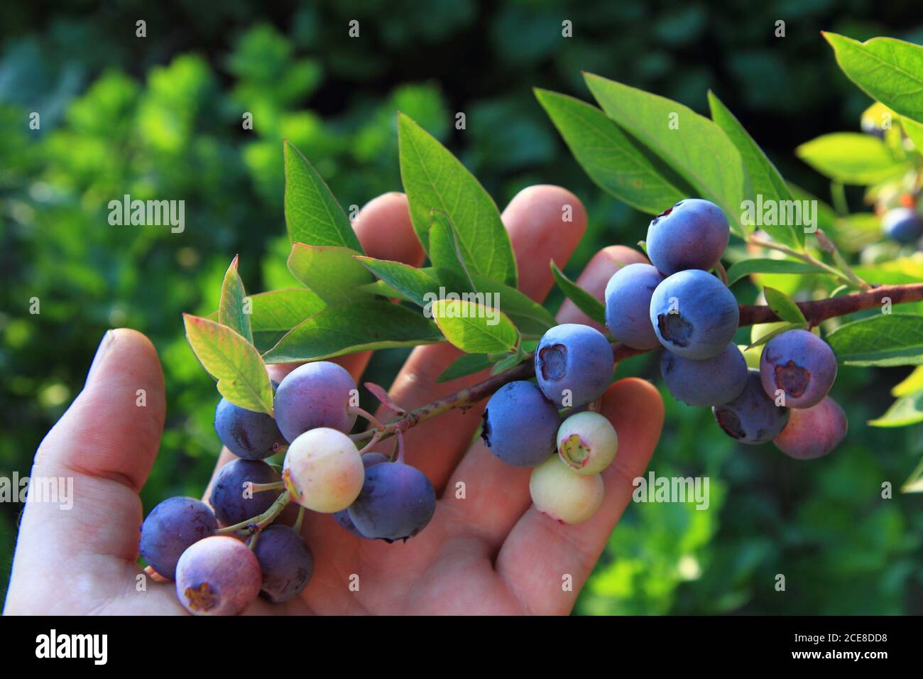 bluberries in the human hand (from small home farm Stock Photo - Alamy