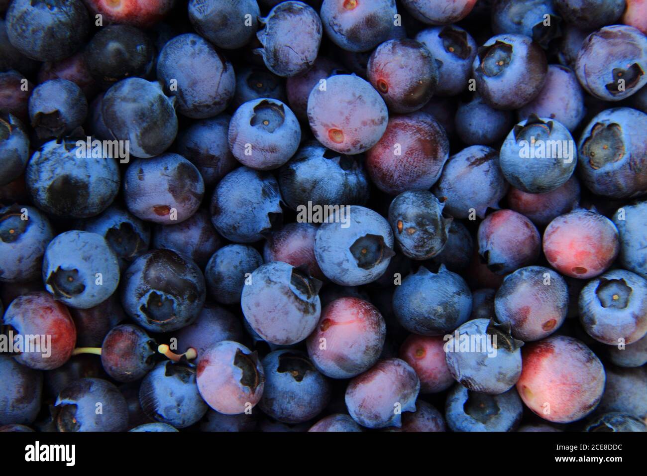 fruits texture (blueberries) as nice natural food background Stock ...