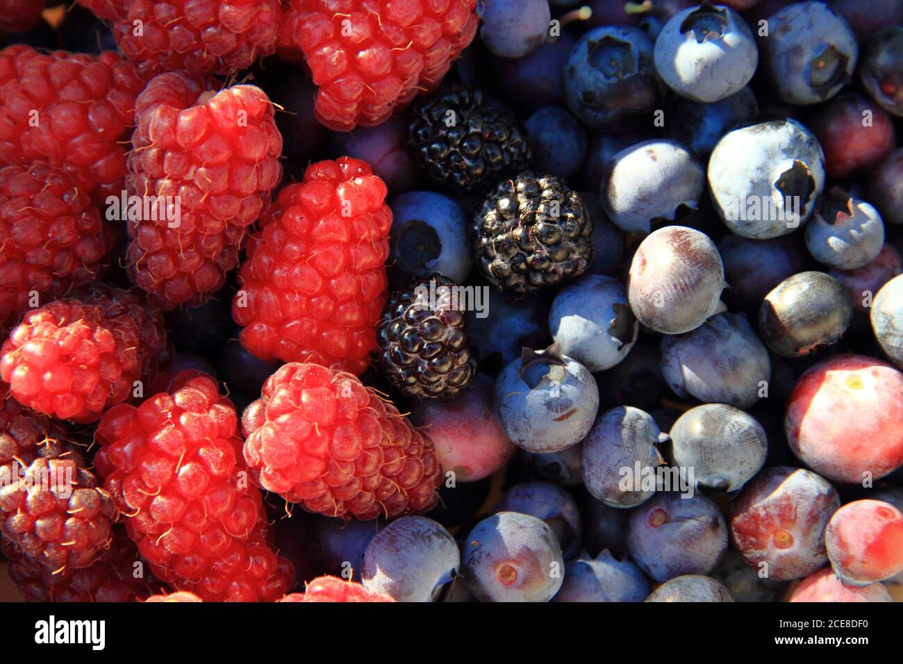 fresh summer fruits background (blueberries, raspberries, blackberries ...
