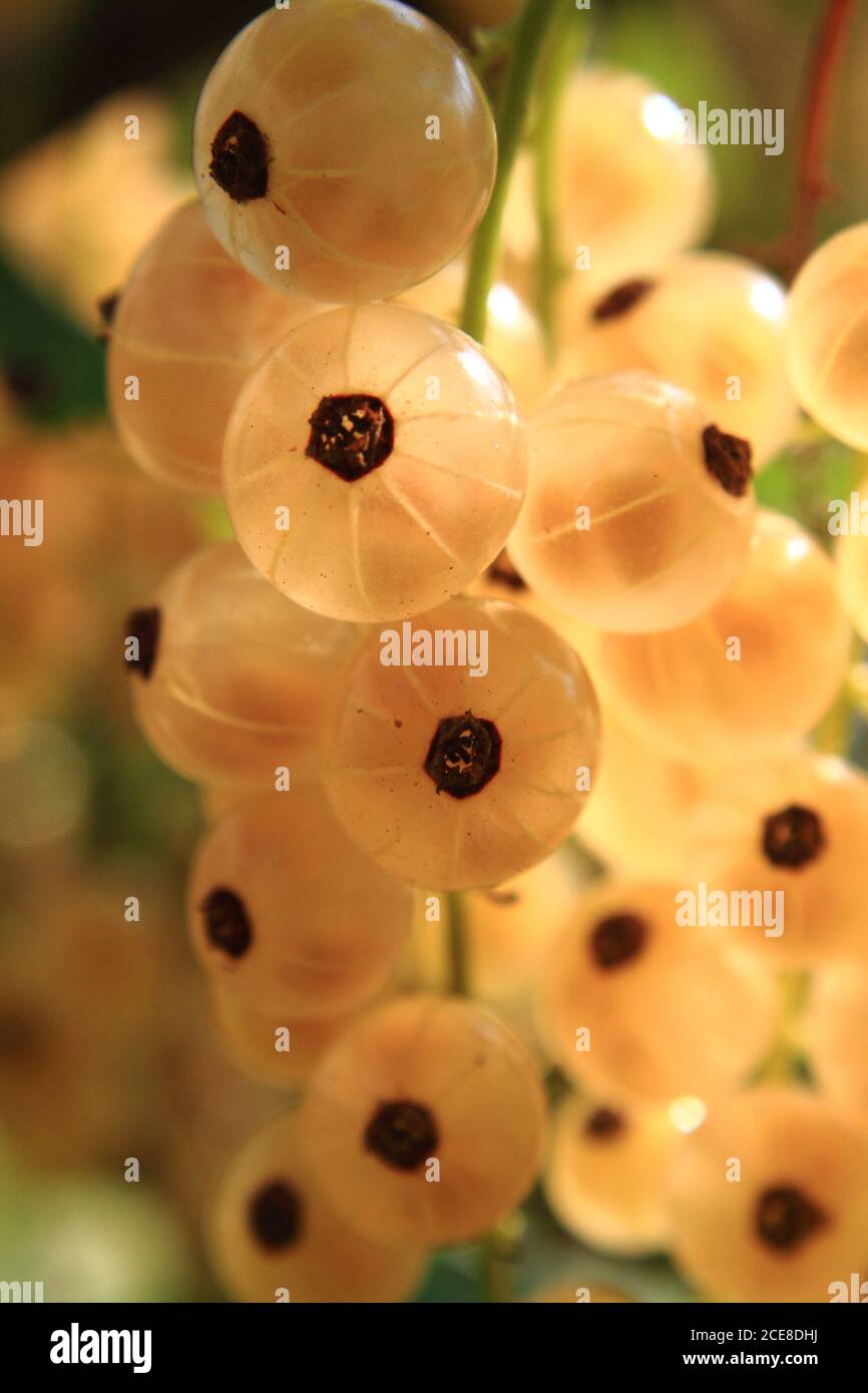 white currant fruit as nice natural food background Stock Photo - Alamy
