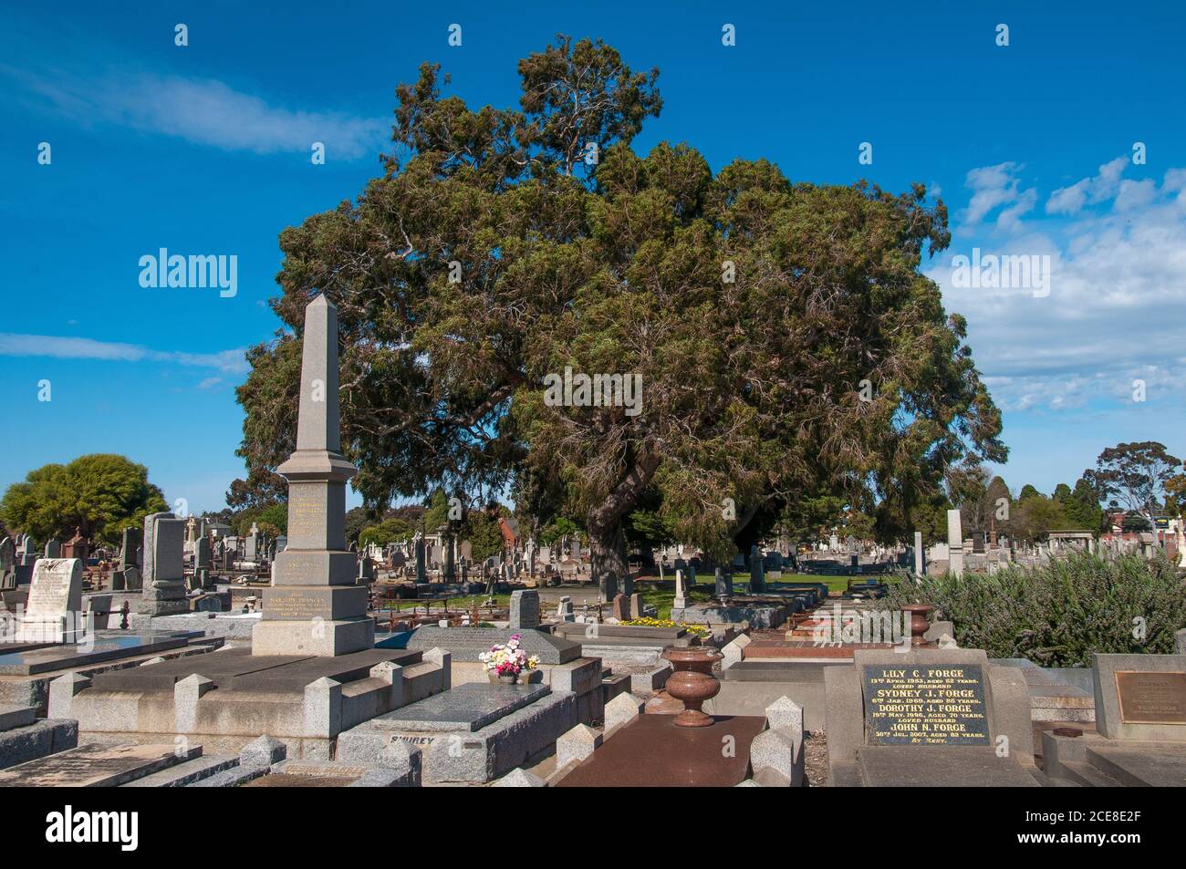 Established 1854, the garden-style Brighton General Cemetery in ...