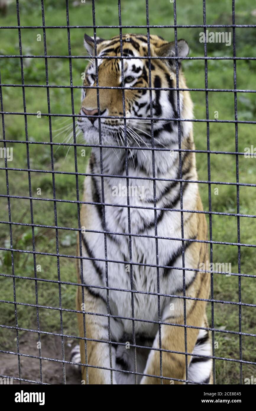 Tiger inside cage hi-res stock photography and images - Alamy