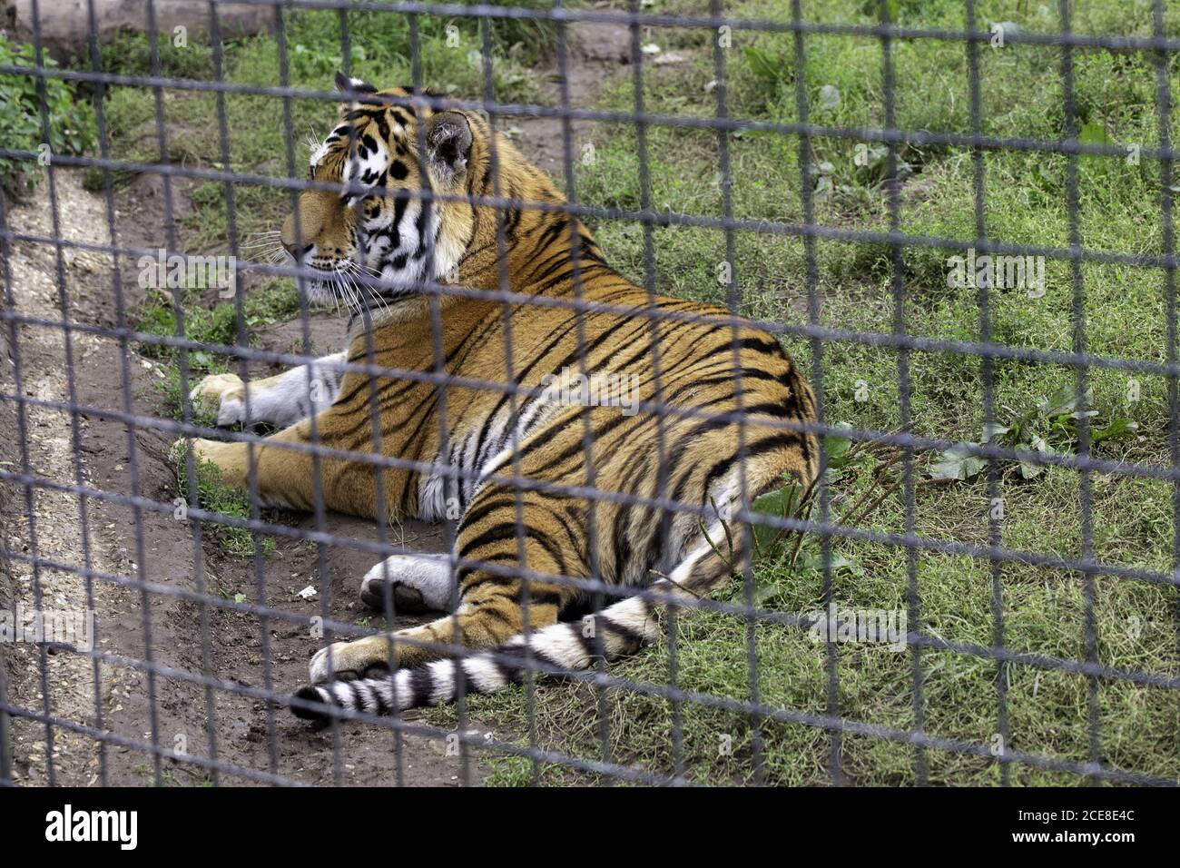 Tiger inside cage hi-res stock photography and images - Alamy