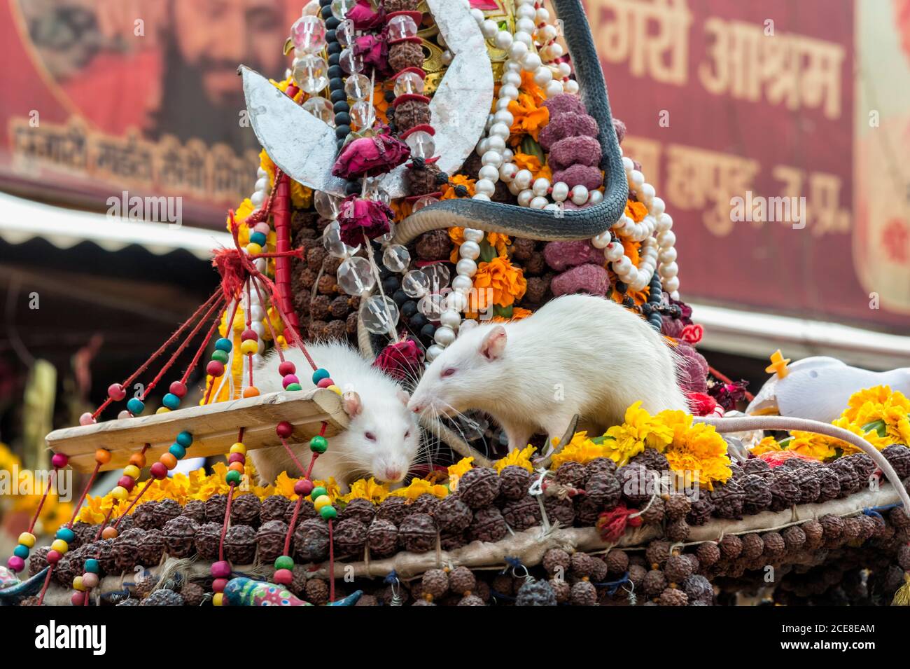 Sadhu hat with white rats, Allahabad Kumbh Mela, World’s largest ...