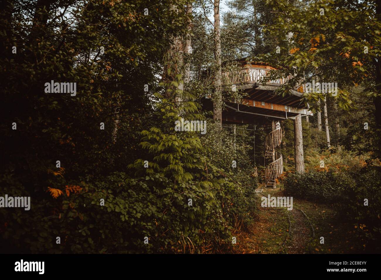 Huge wooden house placed between pine trees above ground in woods in ...