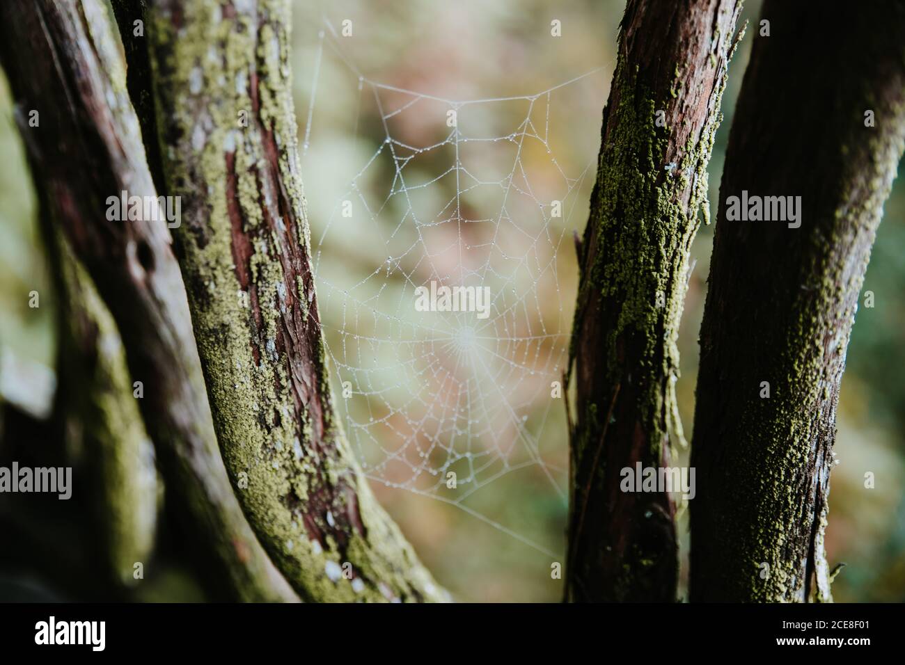 Spider web between hi-res stock photography and images - Alamy